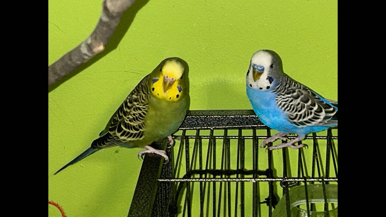 🦜 you would love this channel🦜 - YouTube