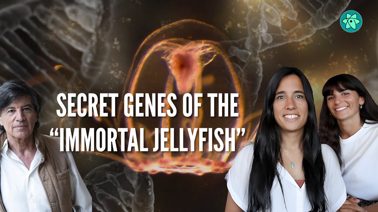 The secret genes of the “immortal jellyfish” have been found - YouTube