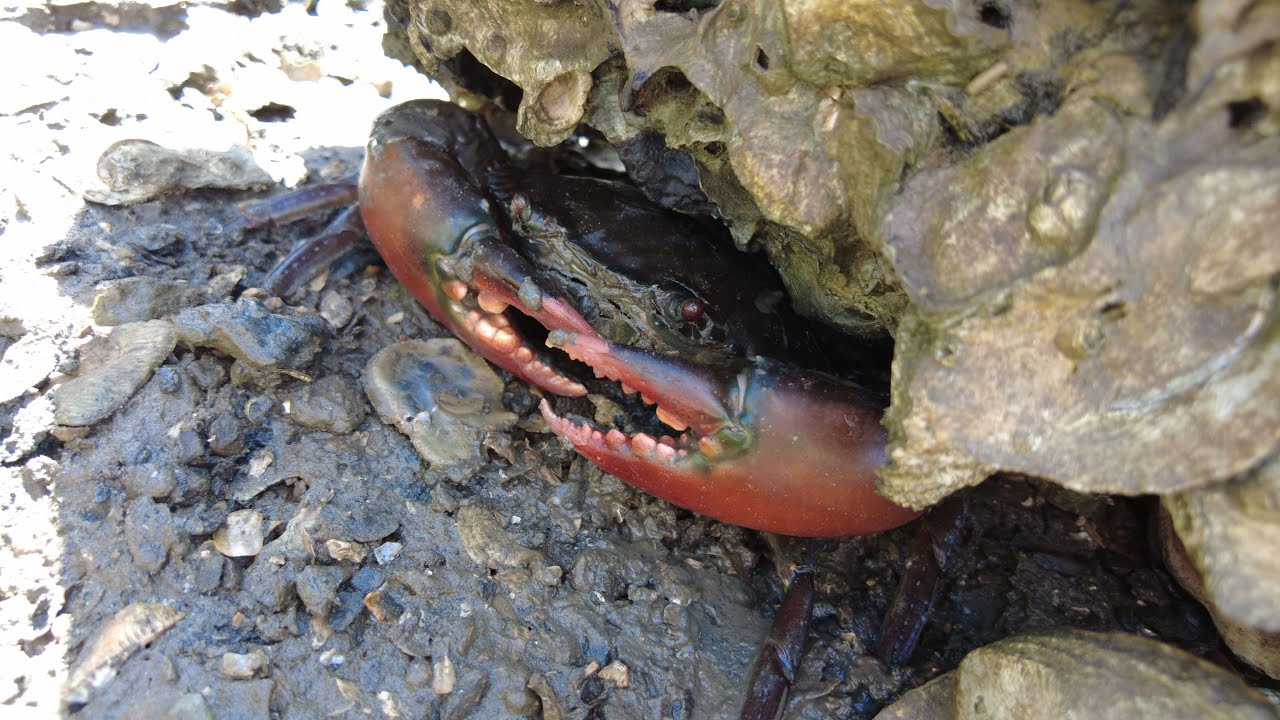 Amazing Fishing - How I Catch Giant Mud Crabs In The Seashore - YouTube