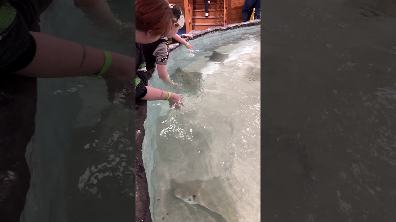 Stingray Pool 4 - YouTube