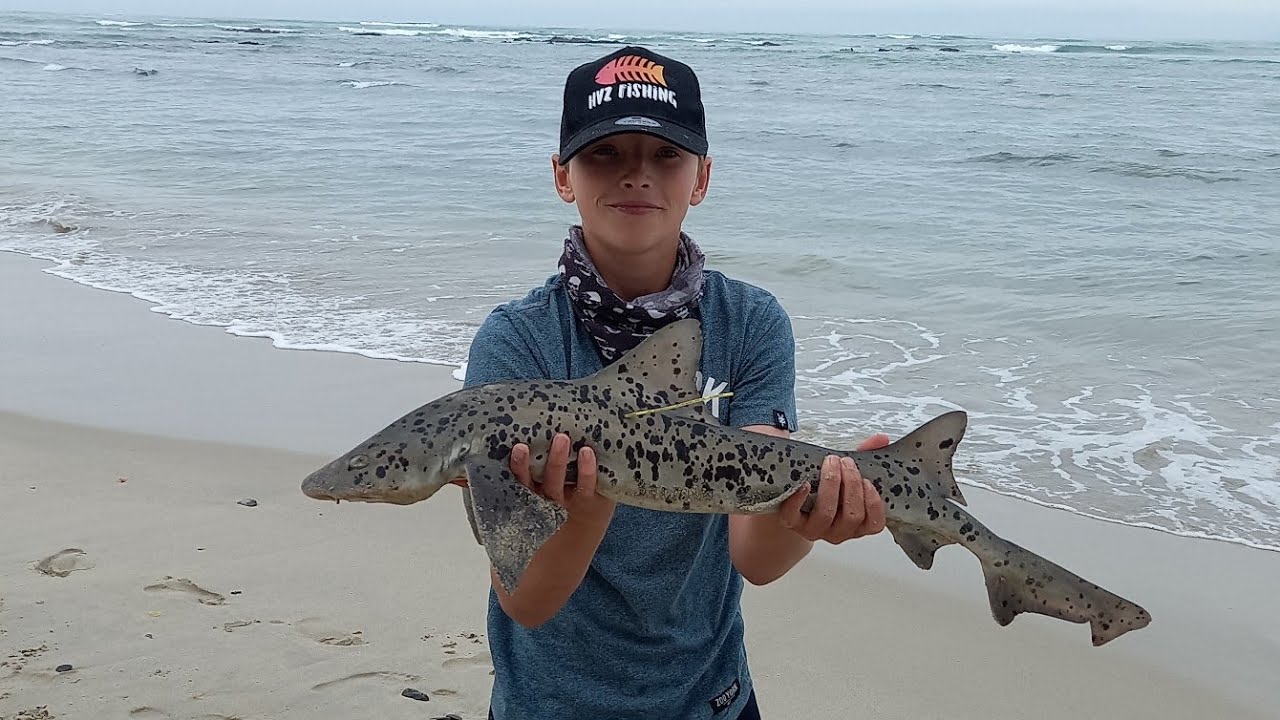 How to catch Spotted Gully Sharks(traces and bait demo) - YouTube