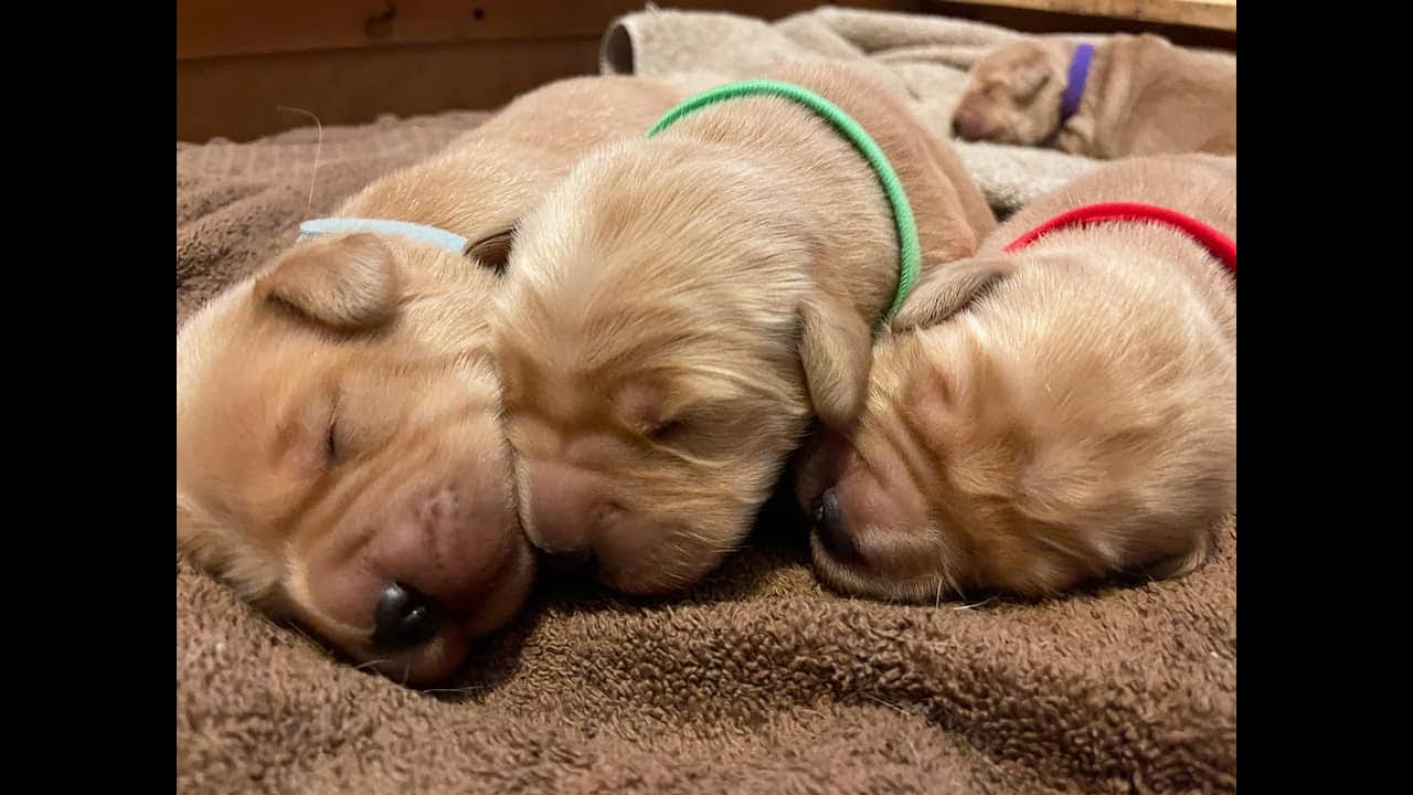 1 Week Old Golden Retriever Puppies - YouTube