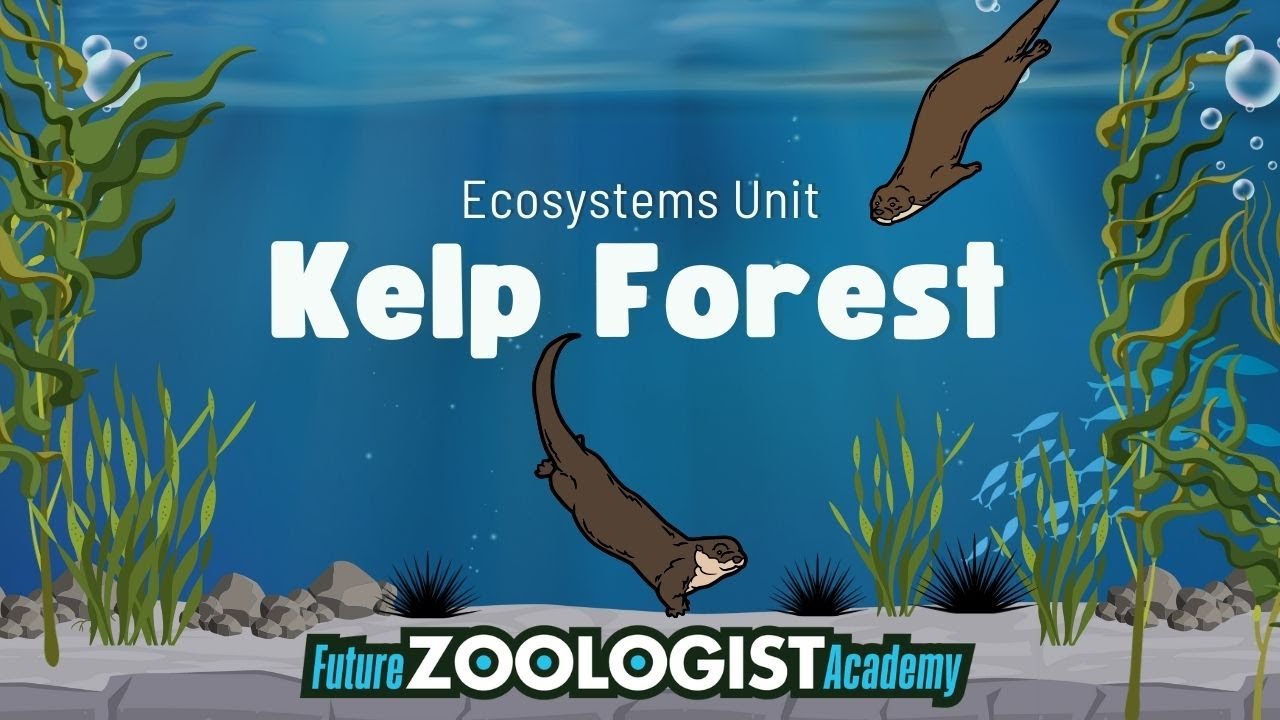Kelp Forest Ecosystems - YouTube
