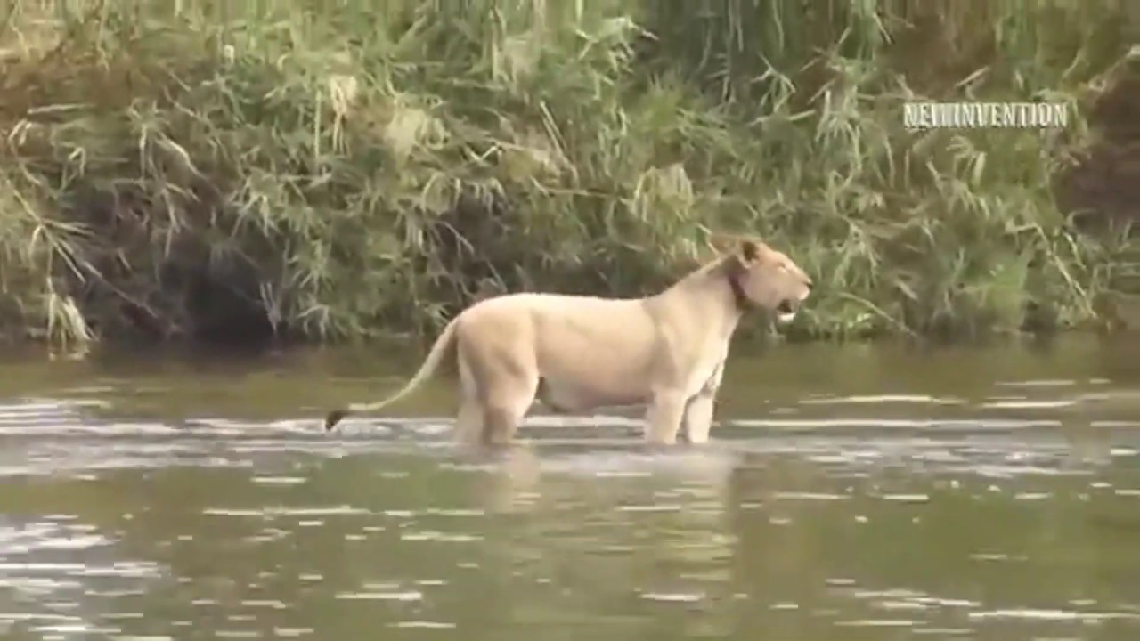 animals on this planet w/ brand new outro* - YouTube