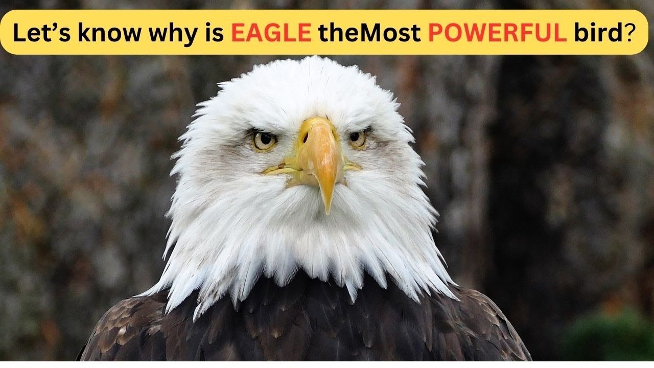 King of the Skies-The Most Powerful Bird-Eagle 🦅 - YouTube