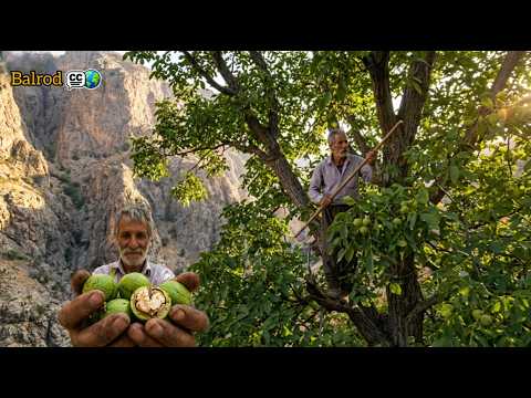 Hunting for wild walnuts; nomads' adventure in the Bear Gorge
