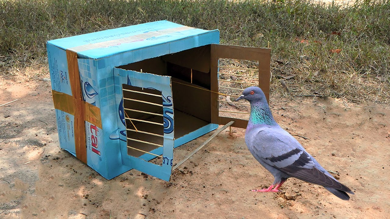Wildlife Trap - Best Quick Bird Trap Using Vital Cardboard - creative ...