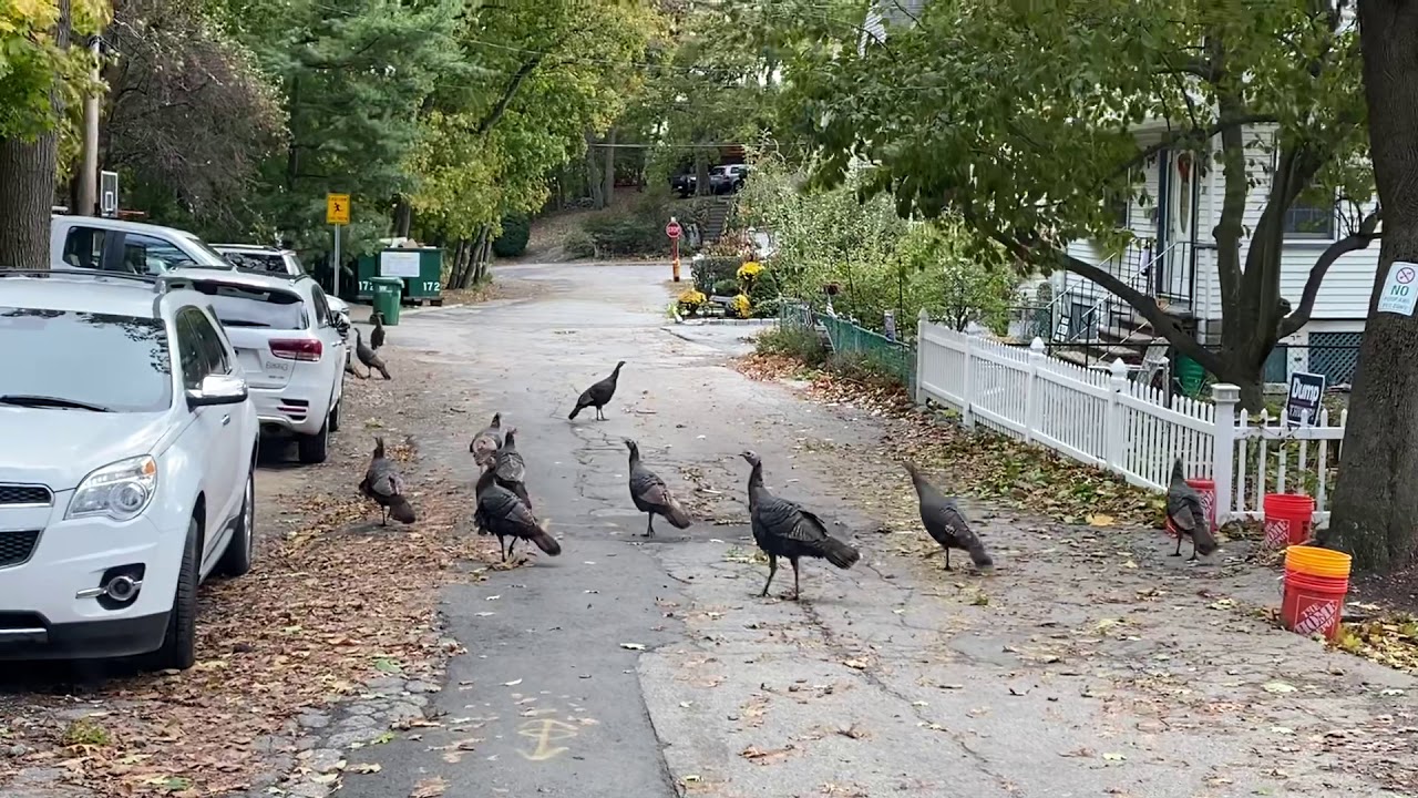 How many Turkeys are there?! - YouTube