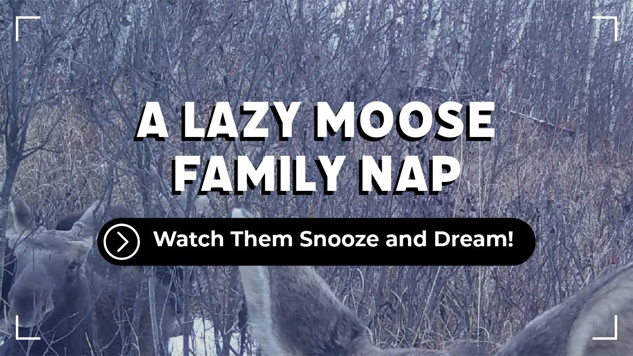 Family Of Moose Take A Nap - YouTube