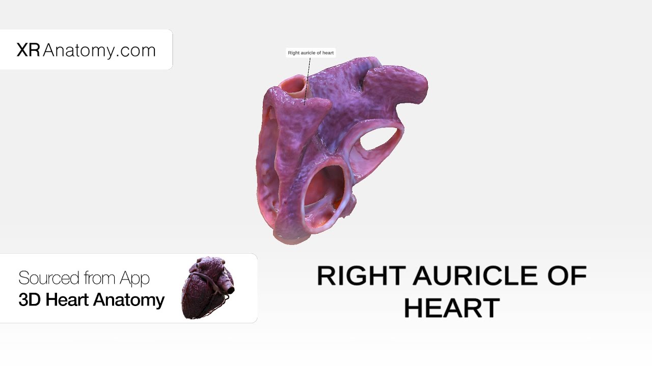 Right auricle of heart - YouTube
