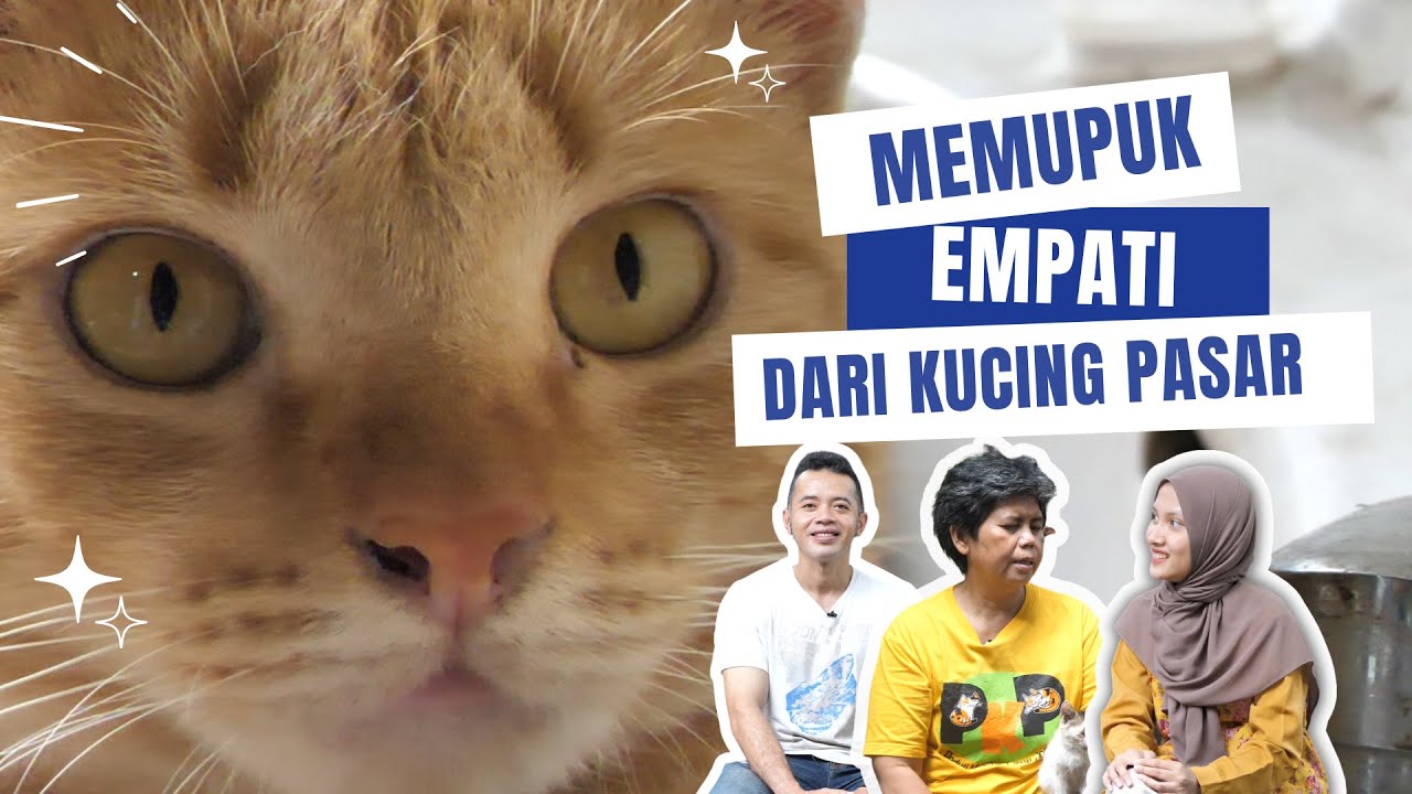 BELAJAR MEMUPUK EMPATI BERSAMA KUCING PASAR - YouTube