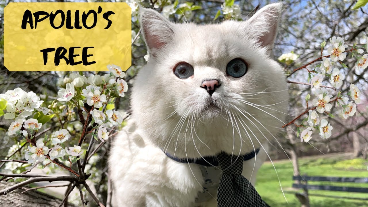 British shorthair cat Apollo and his flowering tree - YouTube