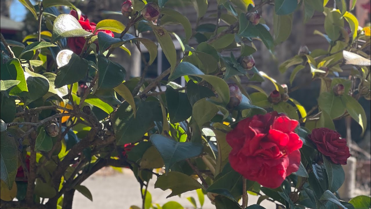 Critical Plants Survey / Morning Walkabout - YouTube