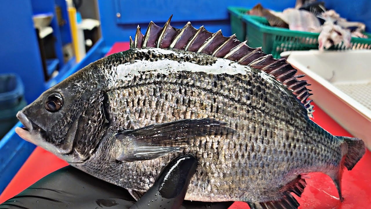 감성돔 드세요! 감성돔 회뜨기 black sea bream - YouTube