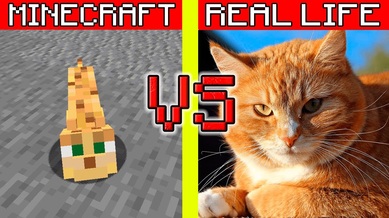 MINECRAFT CAT IN REAL LIFE! #5 - YouTube