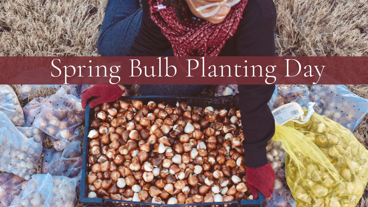 Planting 2000+ Spring Bulbs in the Garden - YouTube