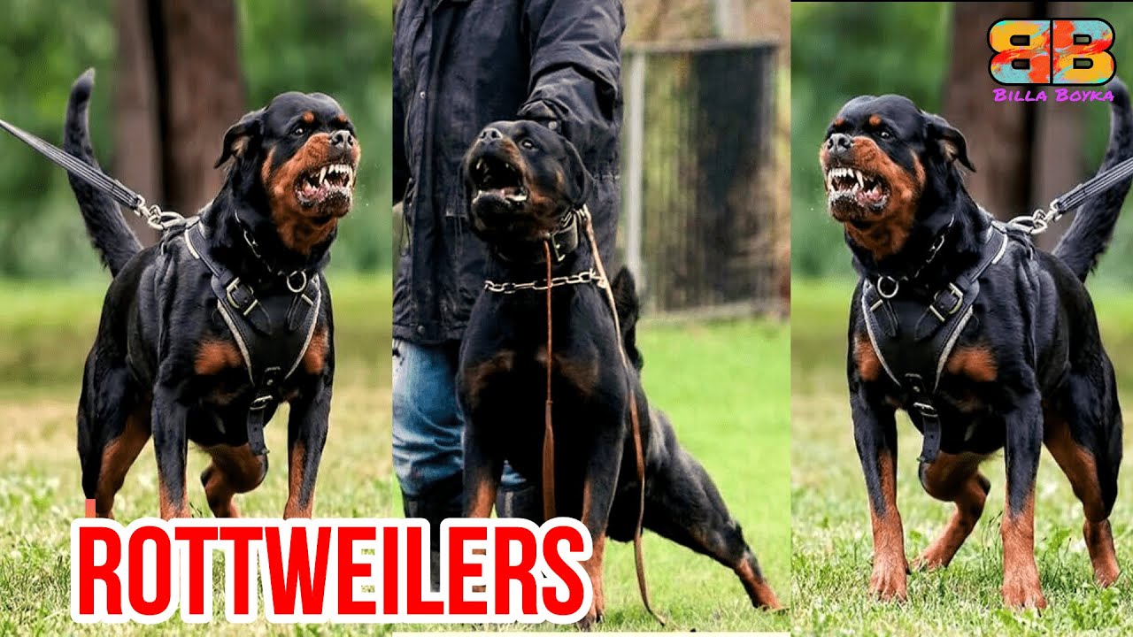 Top 7 ROTTWEILER Breeders In INDIA | BILLA BOYKA - YouTube