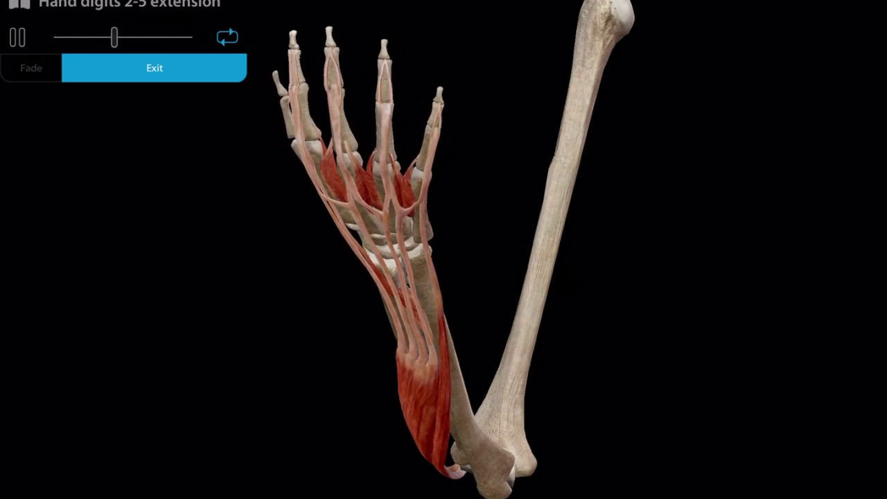 Muscle Premium | Digits 2-5 Extension - YouTube