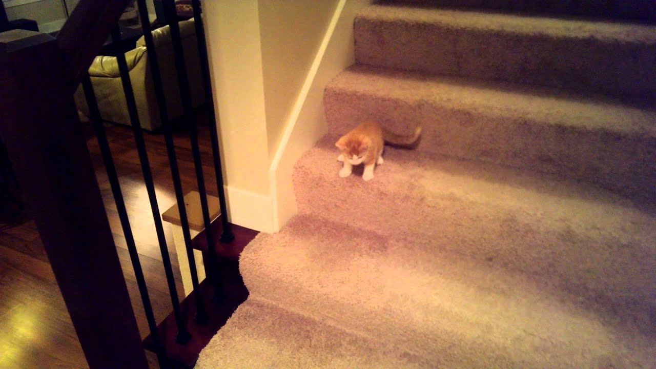 Kittens exploring the house for the first time. - YouTube