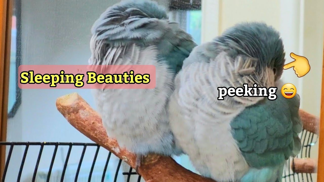 Cute Quaker parrots Sleeping | Parrot taking Nap 😴 - YouTube