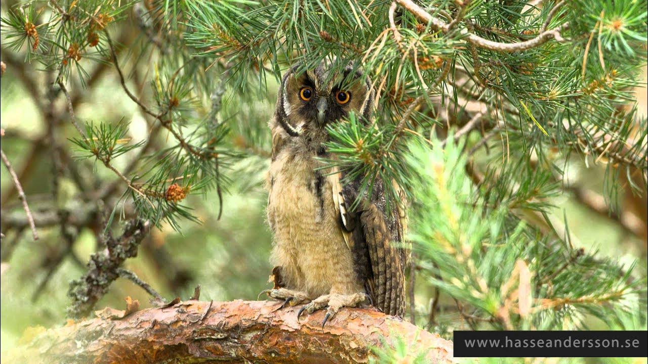 Möten med våra Svenska ugglor - YouTube
