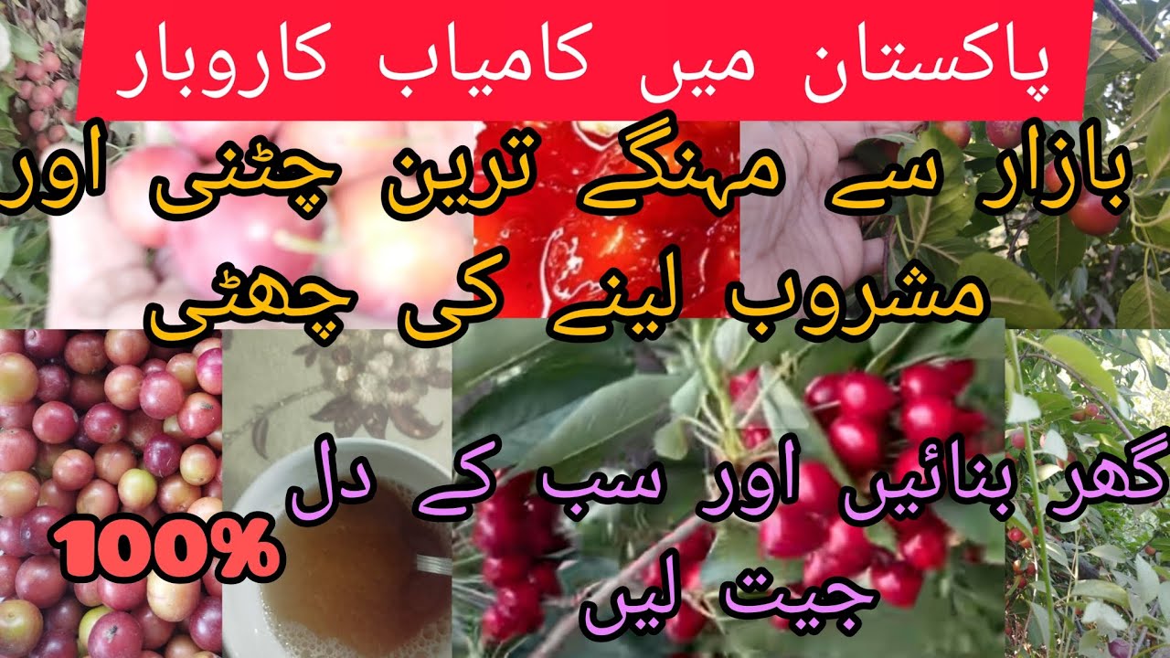 how to grow aluchi//Alucha//aloo bukhara farming in pakistan//alocha ...