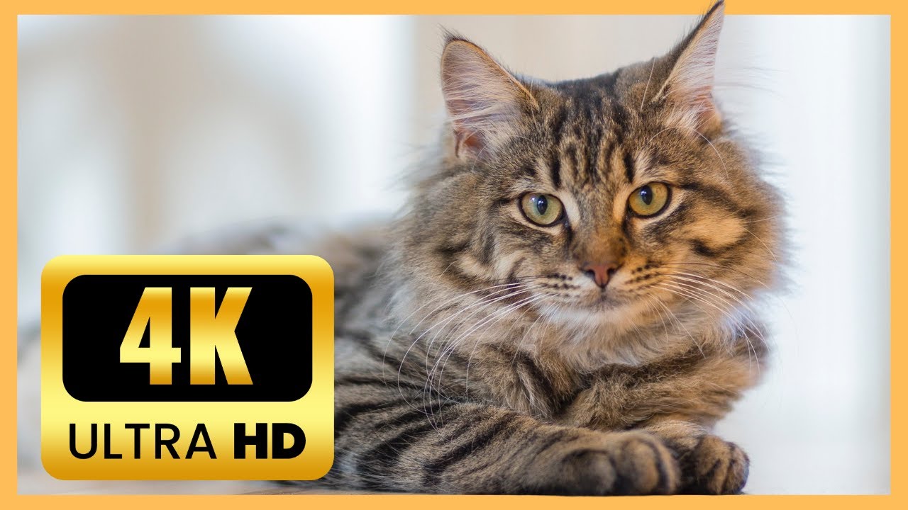 1 HOUR CUTE AND ADORABLE CATS - CUTE CAT WITH PIANO CALMING MUSIC ...