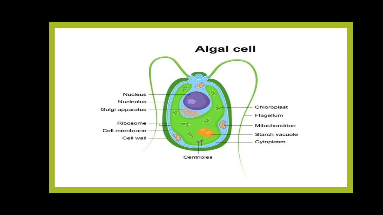 ULTRASTRUCTURE STRUCTURE OF ALGAE - YouTube