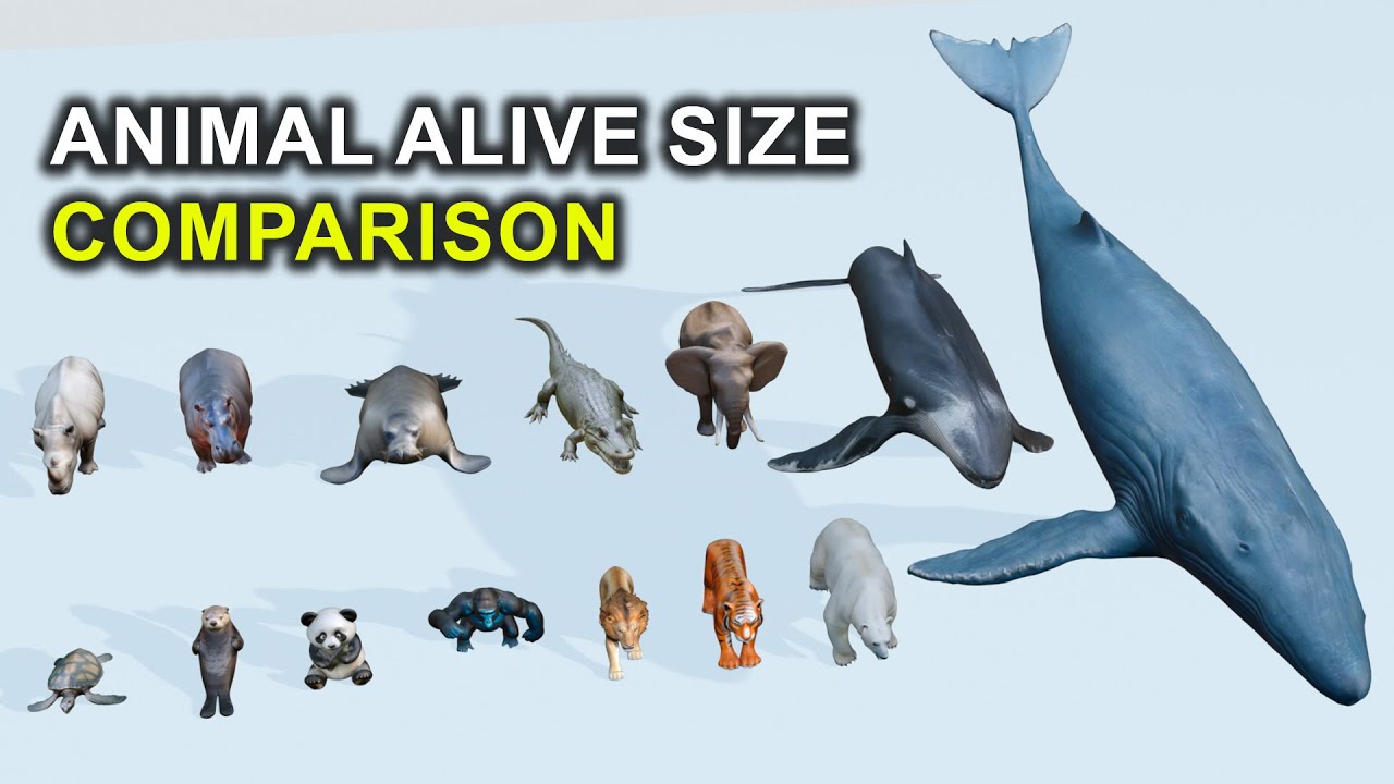 Animals Size Comparison 3D | WHAT is the LARGEST Animal Alive - YouTube