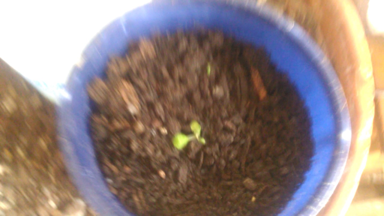 Xgxdzi Xhxgfdjd Dhsjd Dhsjez Db - YouTube