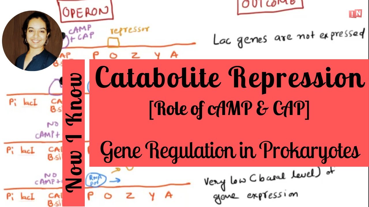 Catabolite Repression: Positive Control of Lac Operon [Role of cAMP ...