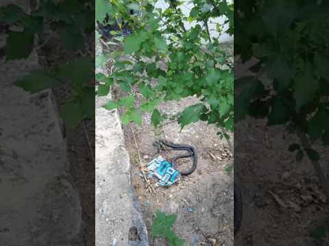 kara yılan ve gri yılanın ciftlesmesi