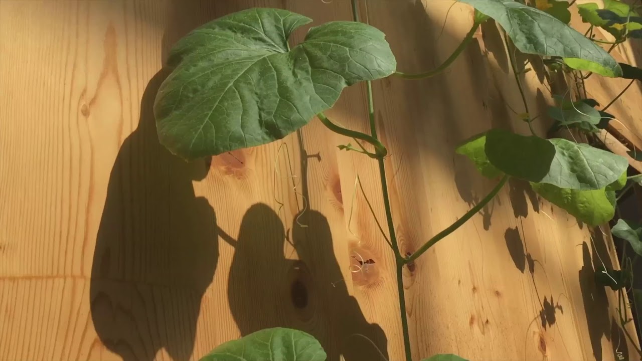 Nest City Lab, Biophilic Design awards - YouTube