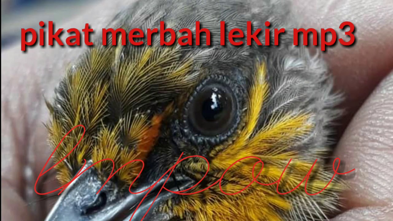 Pikat merbah lekir mp3 - YouTube
