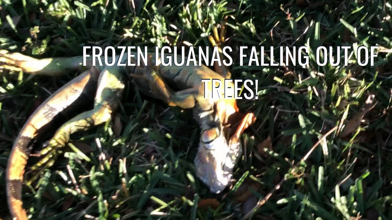 Frozen Iguanas in Florida!!! - YouTube