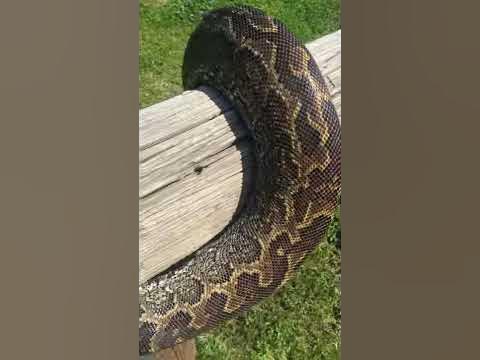 Rocky Balboa - African Rock Python - YouTube