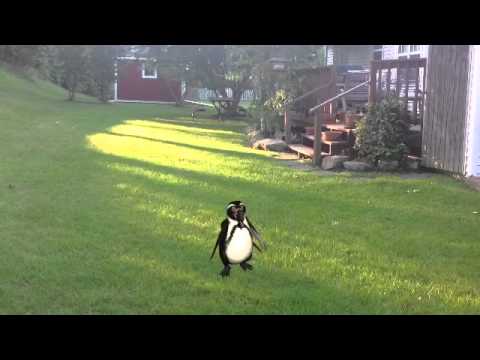 saluting penguin - YouTube