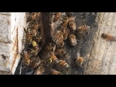 Where Are My Bees Finding Pollen In February