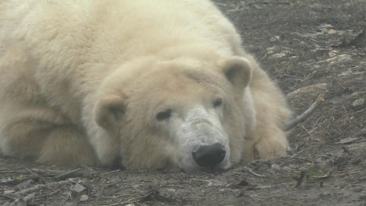 Simba(Zora) the Polar Bear(2), a variation in her facial appearance, at ...