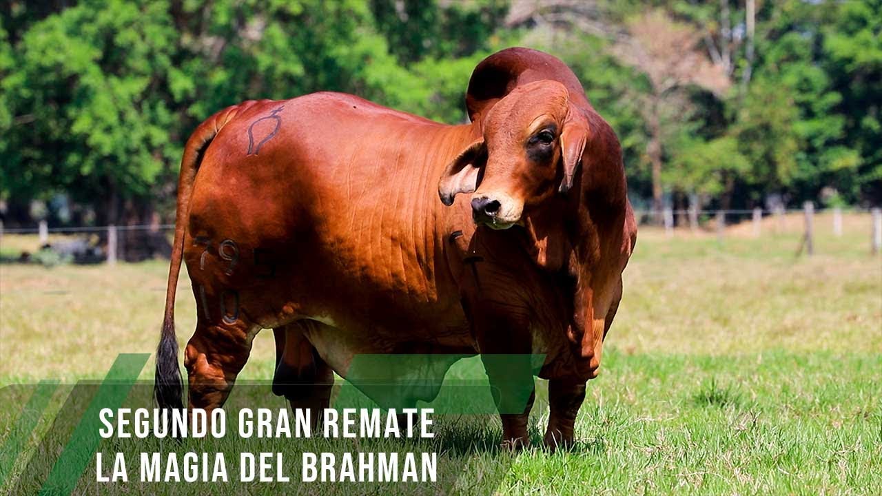 Segundo remate - la magia del Brahman - TvAgro por Juan Gonzalo Angel ...