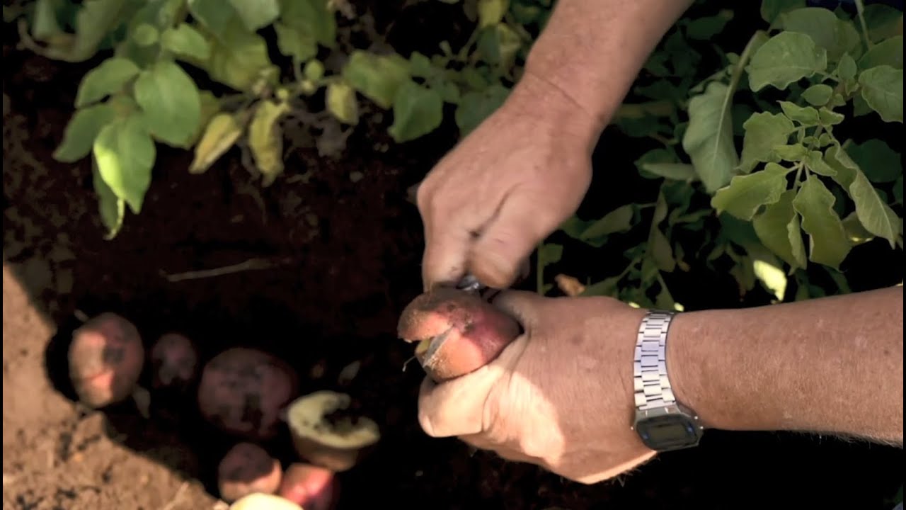 Zorvec™ active in Kartoffeln - YouTube