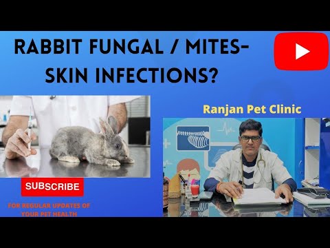 Rabbit fungal/mites skin infections - an overview and treatment - YouTube
