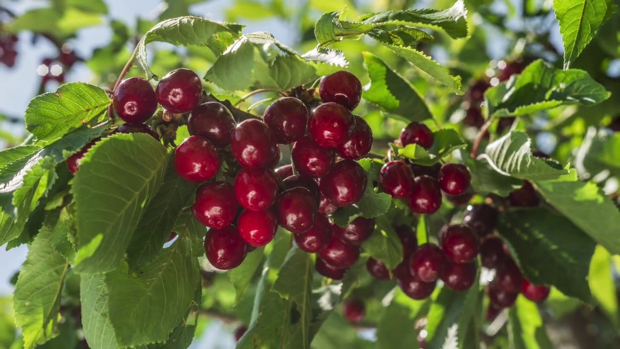 The Cherry Riddle - YouTube