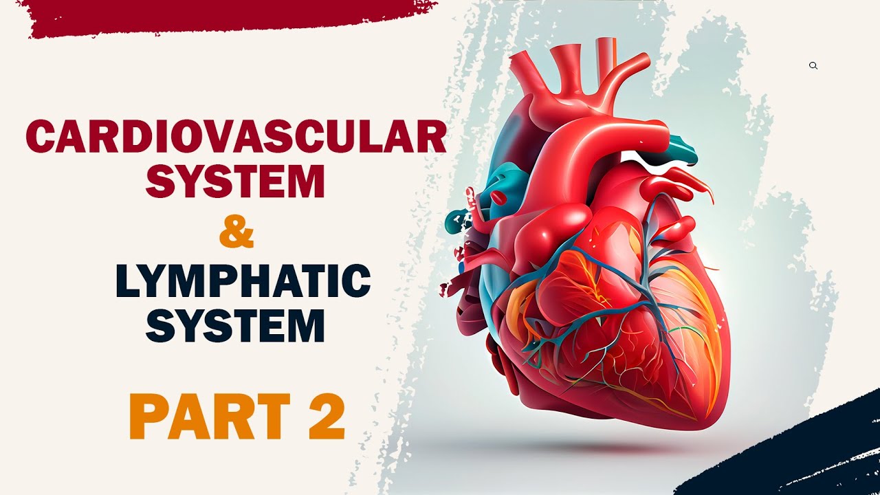 Cardiovascular system and lymphatic system| part 2 - YouTube
