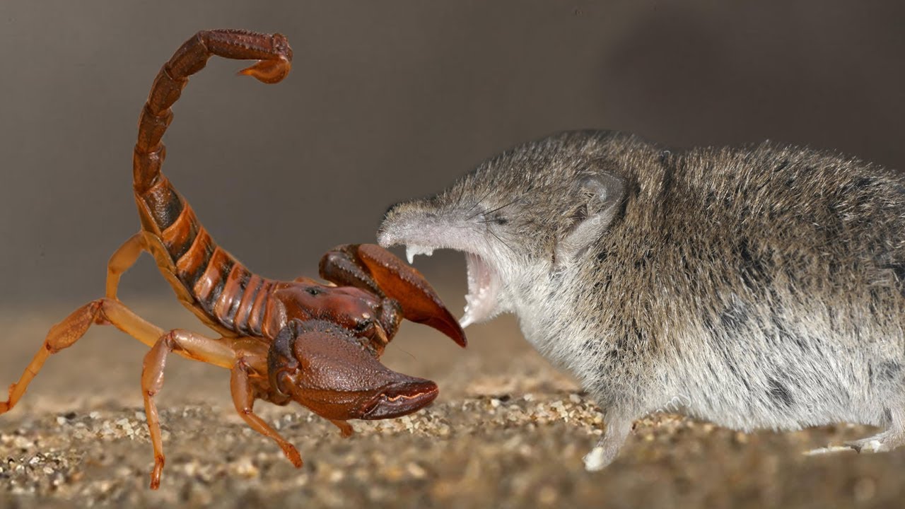 Father Shrew protects his family from Scorpion hunting | Scorpion ...