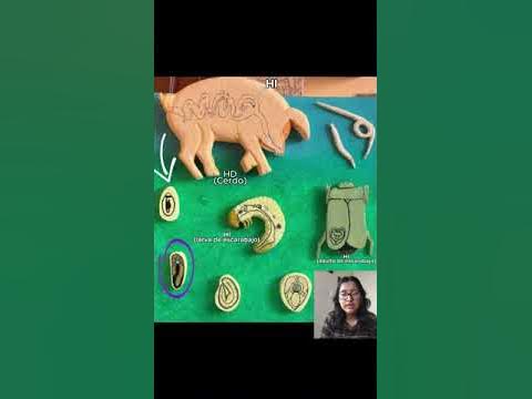 Ciclo Biológico Macracanthorhynchus hirudinaceus - YouTube