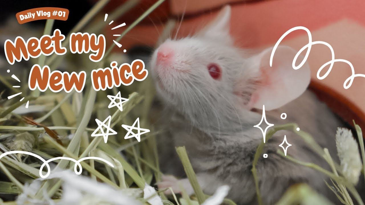 COME WITH ME TO GET MY NEW MICE//MEET MY NEW MICE - YouTube