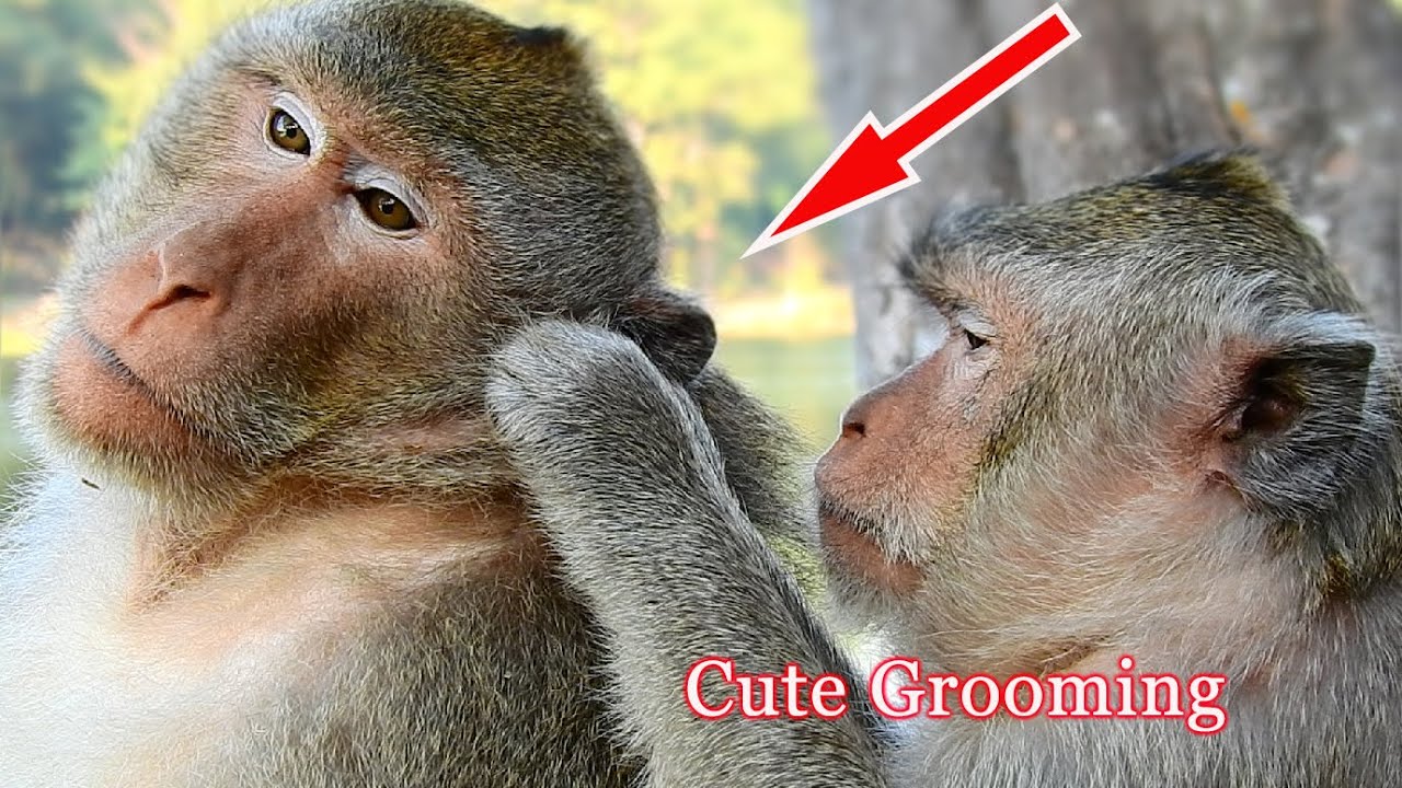 Big King Samsoun Monkey Feeling So Good When He Got Best Grooming And ...
