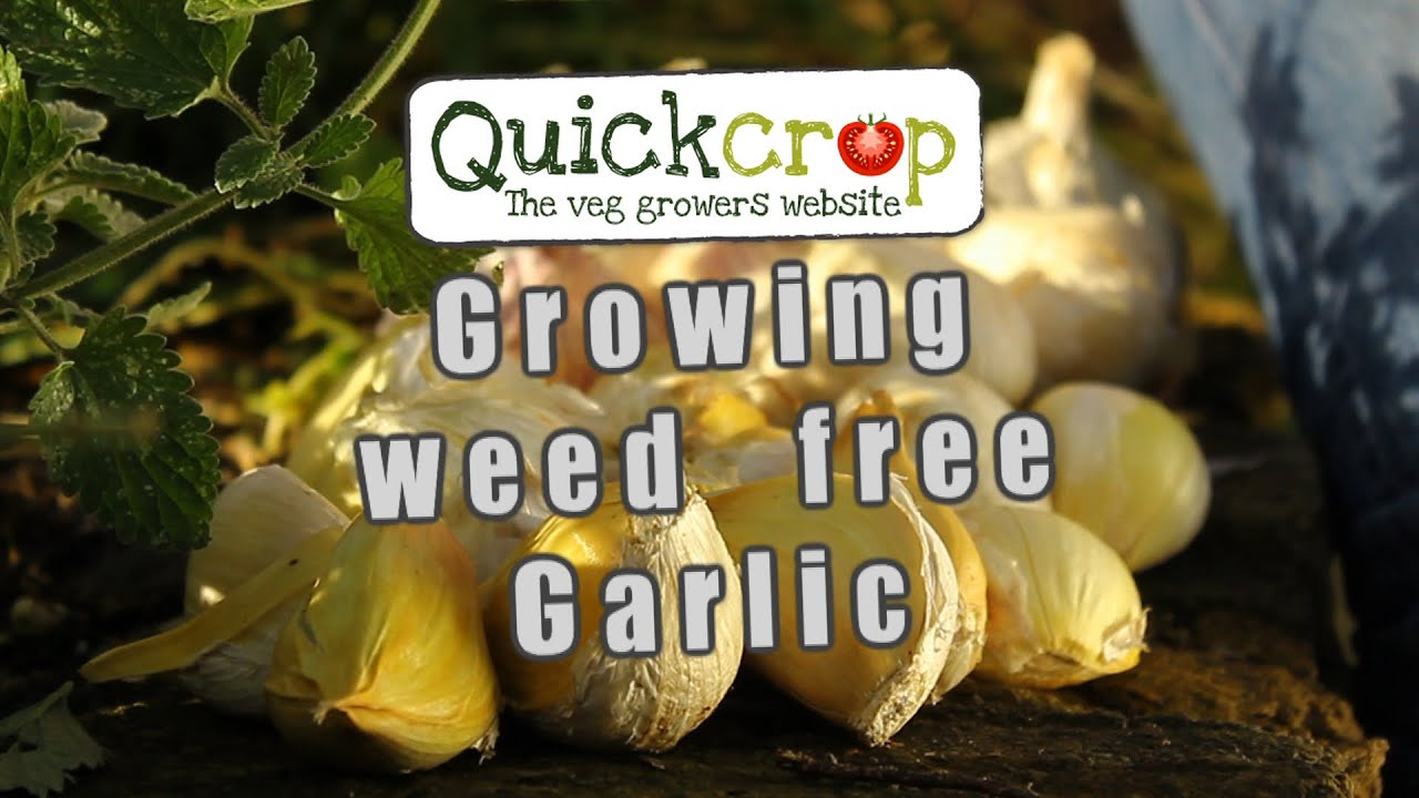 How to Grow weed free Garlic - Update - YouTube