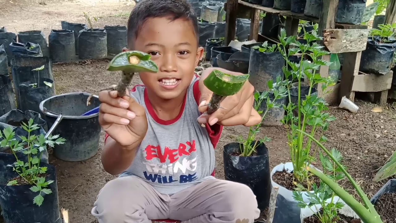 STEK BUNGA BUGENVIL,DENGAN MEDIA LIDAH BUAYA.APAKAH BISA? - YouTube